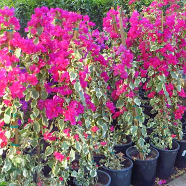 Bougainvillea Raspberry Ice | Vines | Moon Valley Nurseries