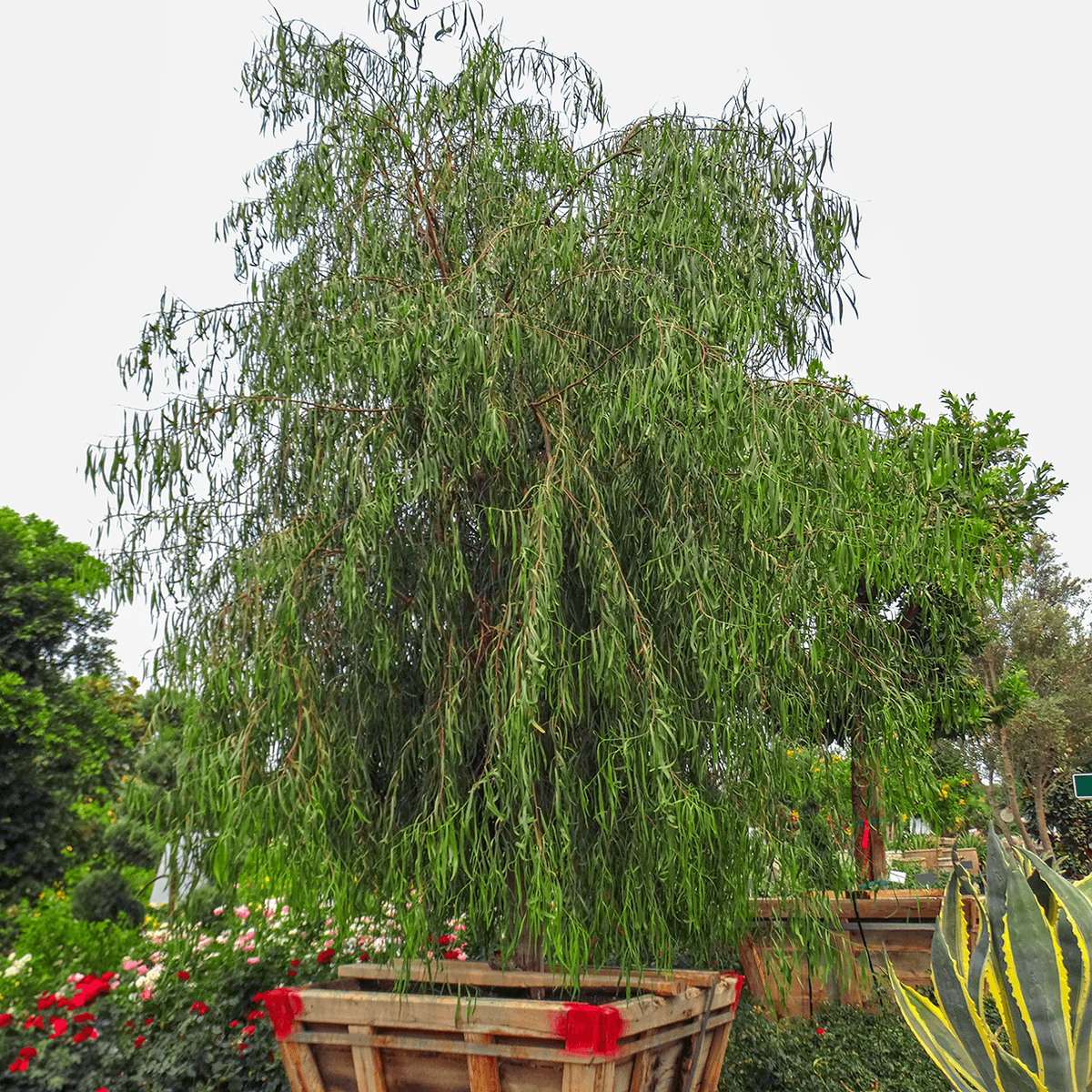 Australian Willow | Evergreen Tree | Moon Valley Nurseries