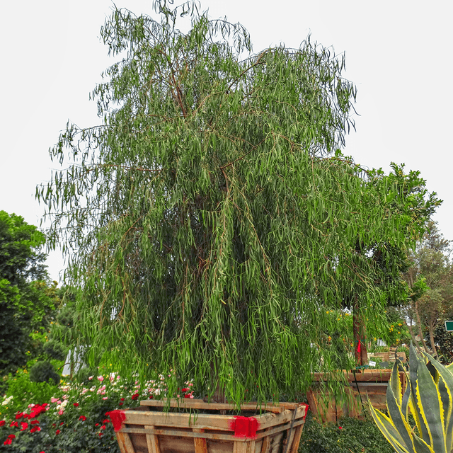 Australian Willow | Evergreen Tree | Moon Valley Nurseries
