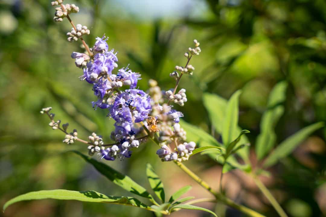 Vitex | Flowering Trees | Moon Valley Nurseries