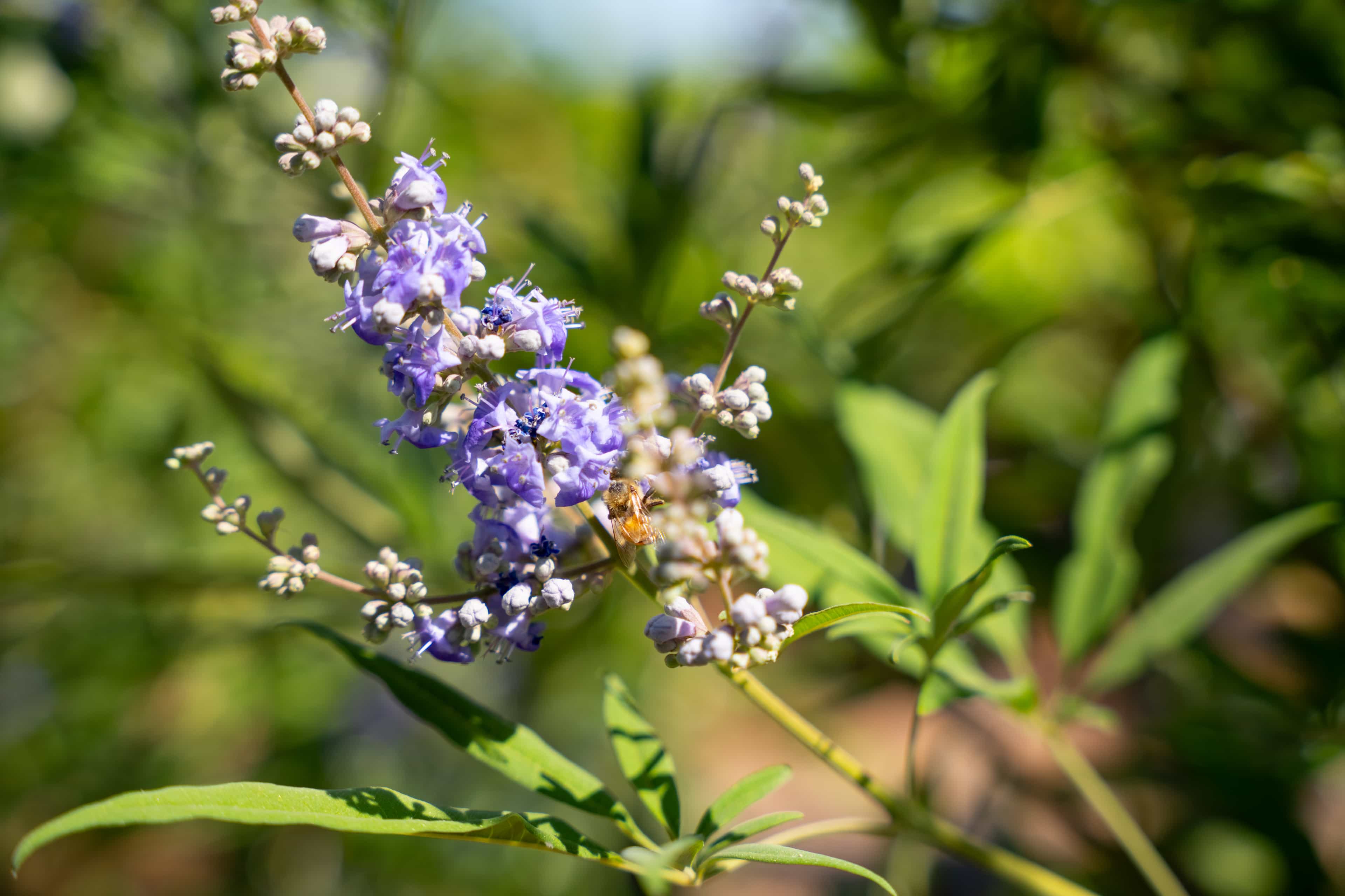 Vitex | Flowering Trees | Moon Valley Nurseries