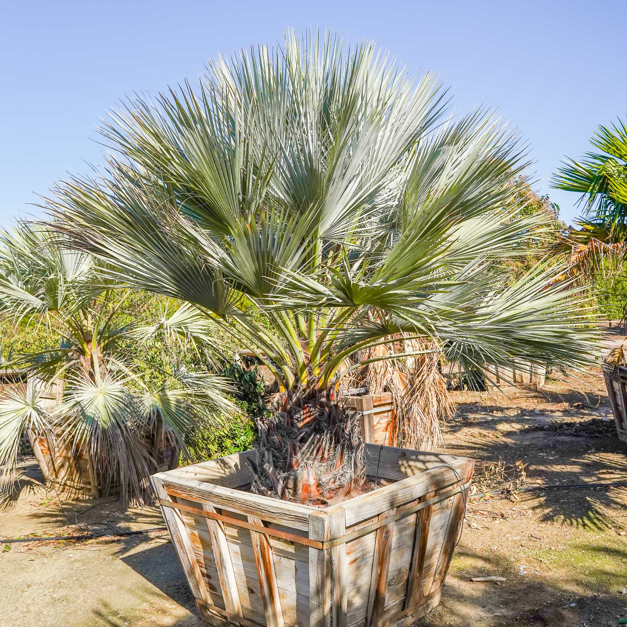 Bismarck Palm | Palm Tree | Moon Valley Nurseries