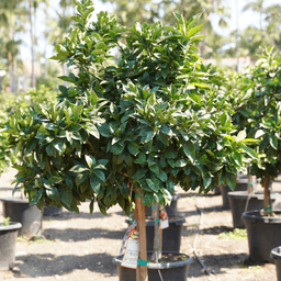 Blood Orange Tree | Citrus and Fruit | Moon Valley Nurseries