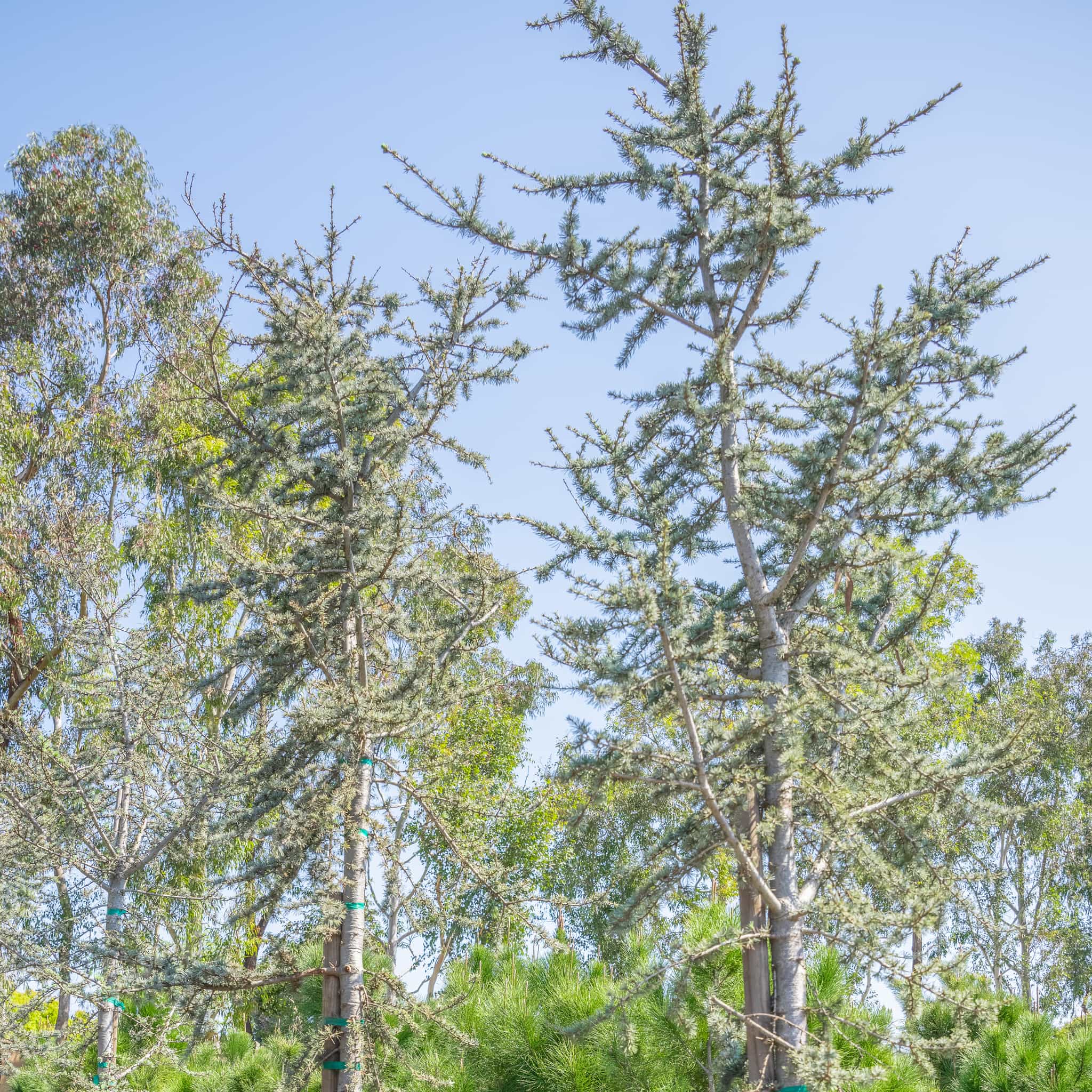 Blue Atlas Cedar | Evergreen Trees | Moon Valley Nurseries