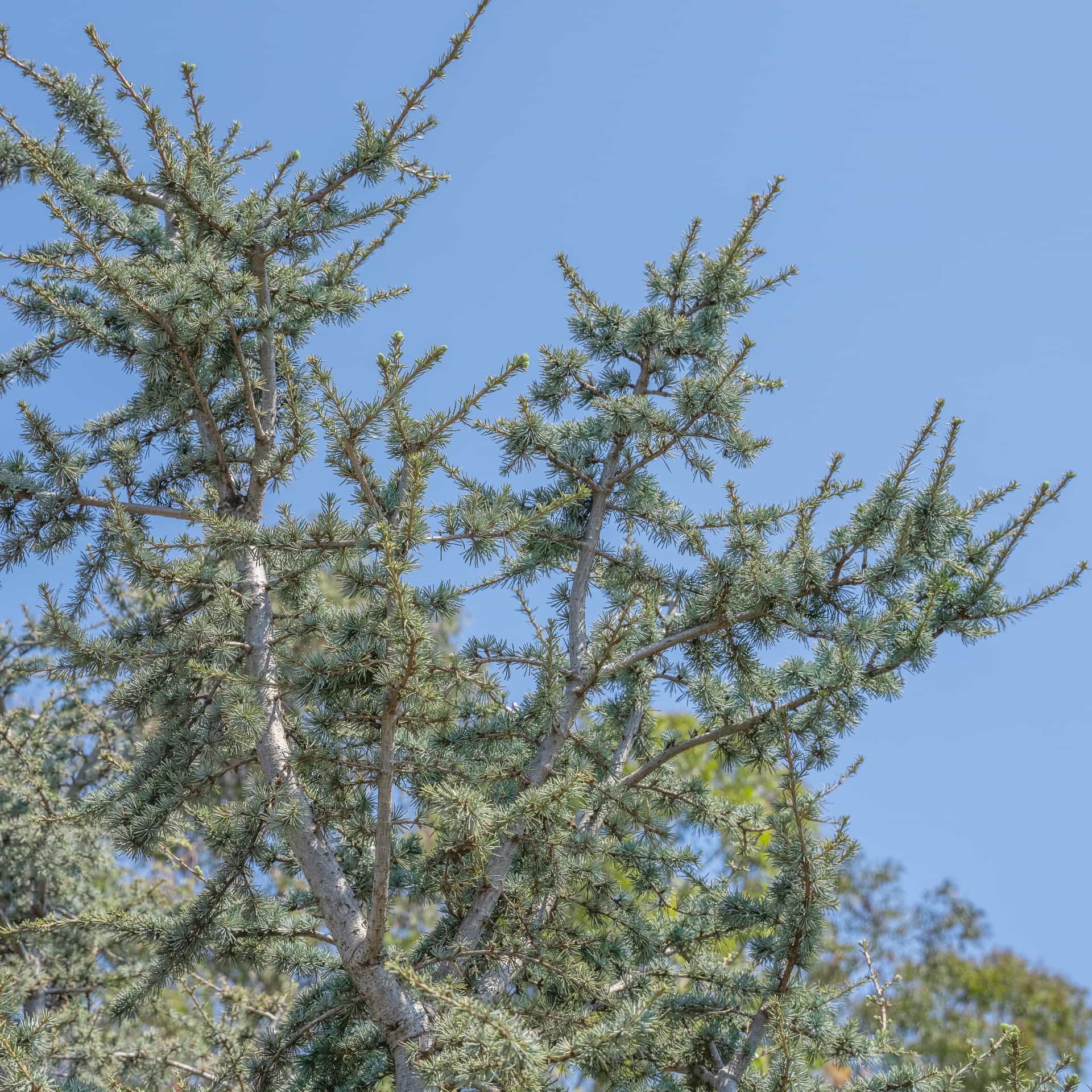 Blue Atlas Cedar | Evergreen Trees | Moon Valley Nurseries