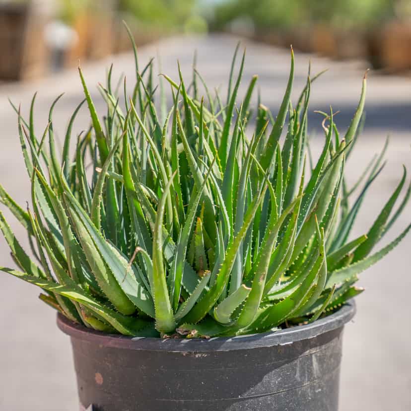 Blue Elf Aloe | Plants | Moon Valley Nurseries