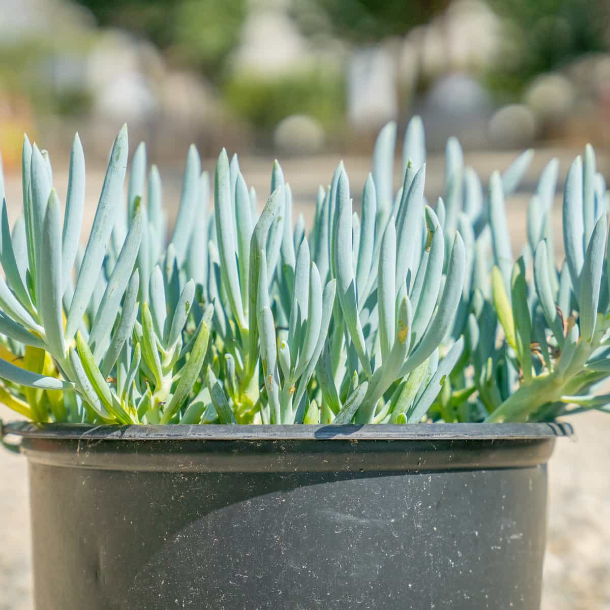 Blue Fingers | Blue Chalksticks | Succulents | Moon Valley Nursery