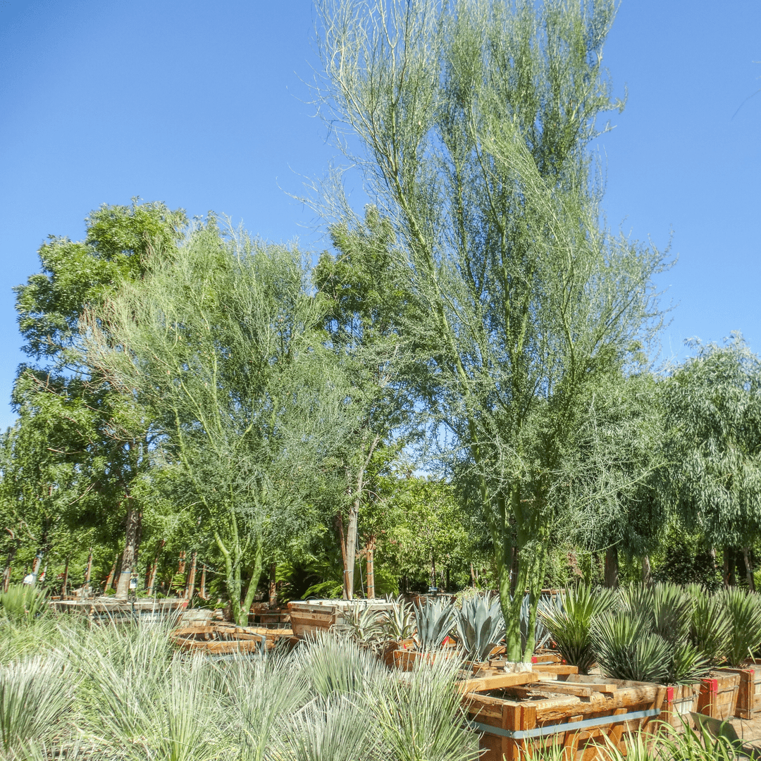 Blue Palo Verde | Flowering Trees | Moon Valley Nurseries