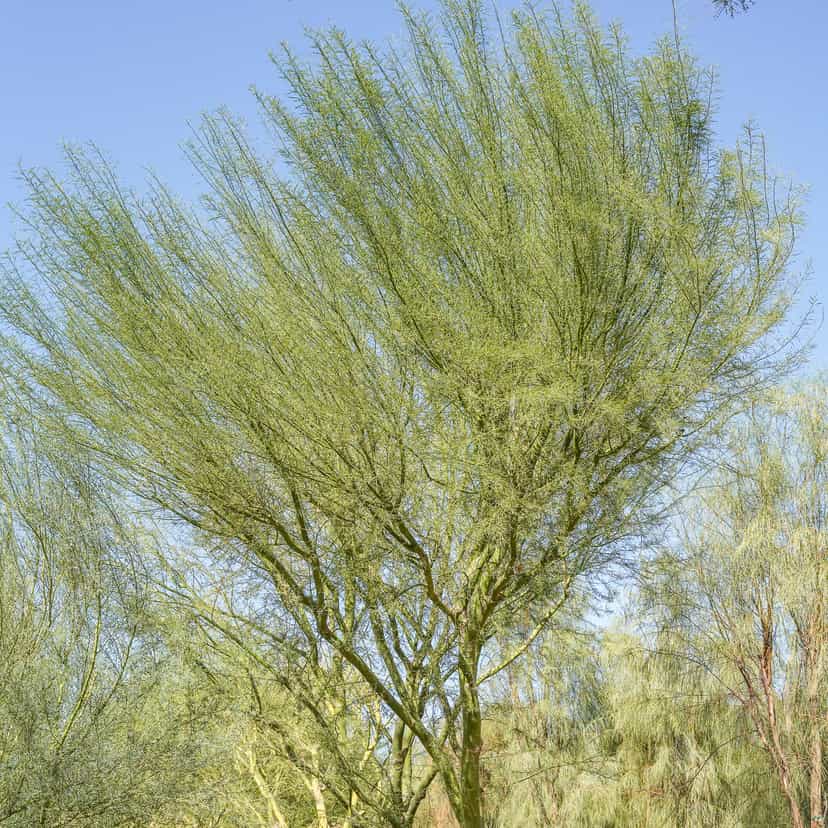 Blue Palo Verde | Flowering Trees | Moon Valley Nurseries
