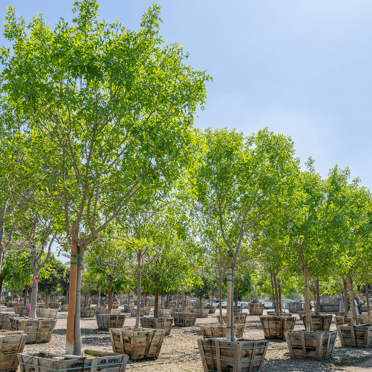 Bonita Ash Tree
