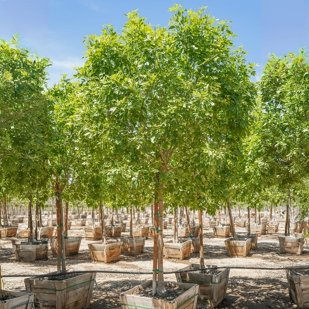 Bonita Ash Tree