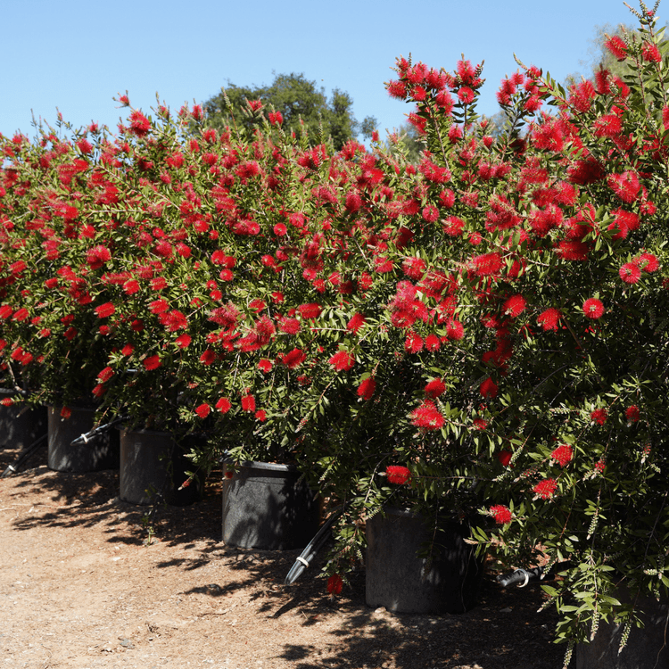 Lemon Bottlebrush Tree | Flowering Trees | Moon Valley Nurseries