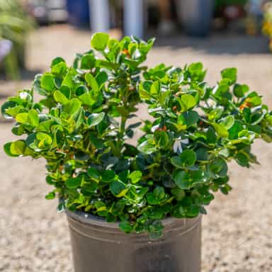 Ficus Indian Laurel Tree for Sale | Moon Valley Nursery