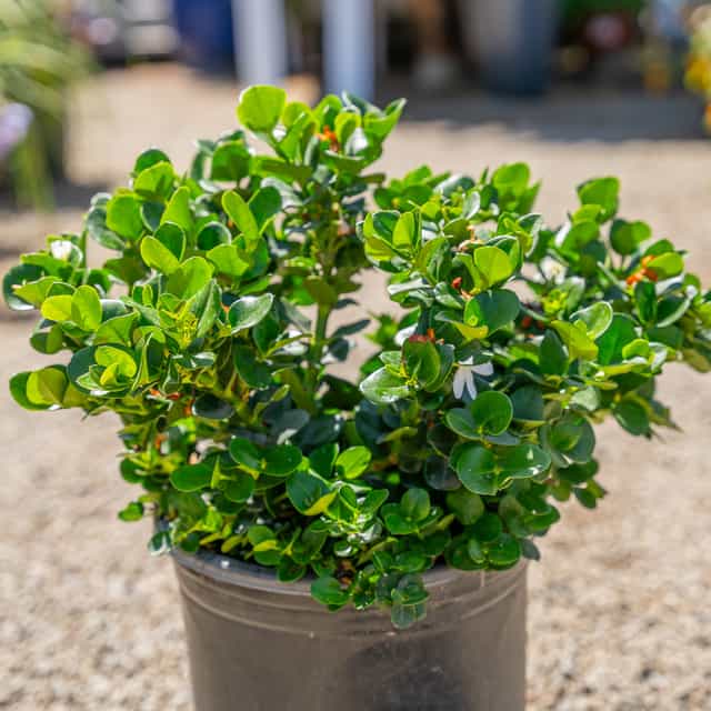 Ficus Indian Laurel Tree for Sale | Moon Valley Nursery