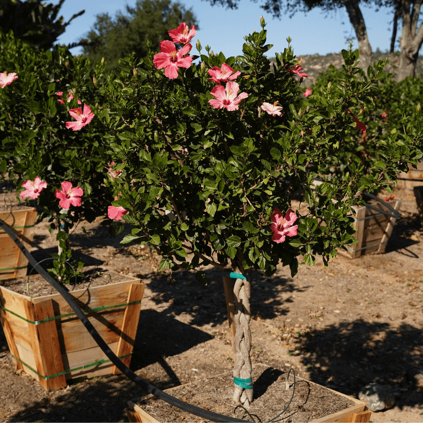 Moon Valley Nurseries