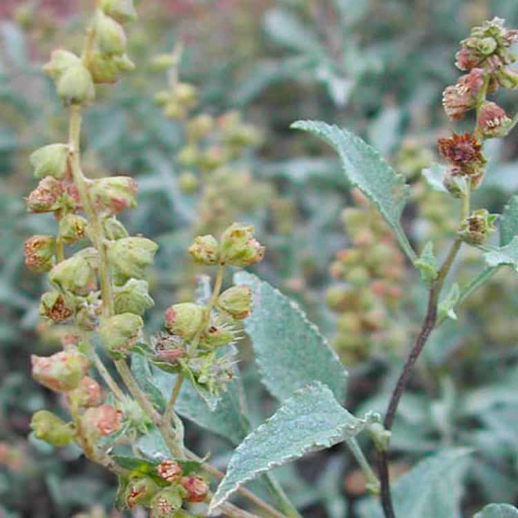 Bursage | Shrubs | Moon Valley Nurseries