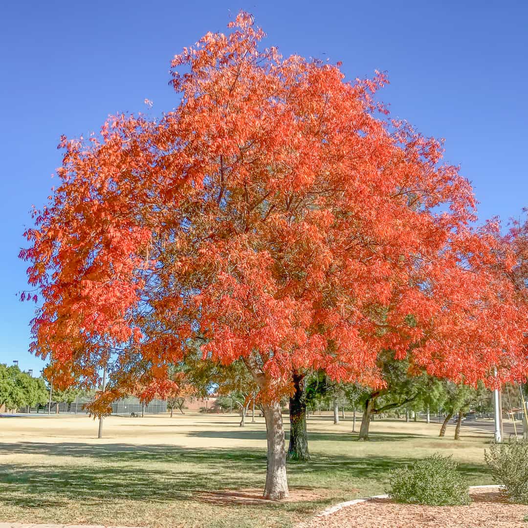 Chinese Pistache | Fast Growers | Moon Valley Nurseries