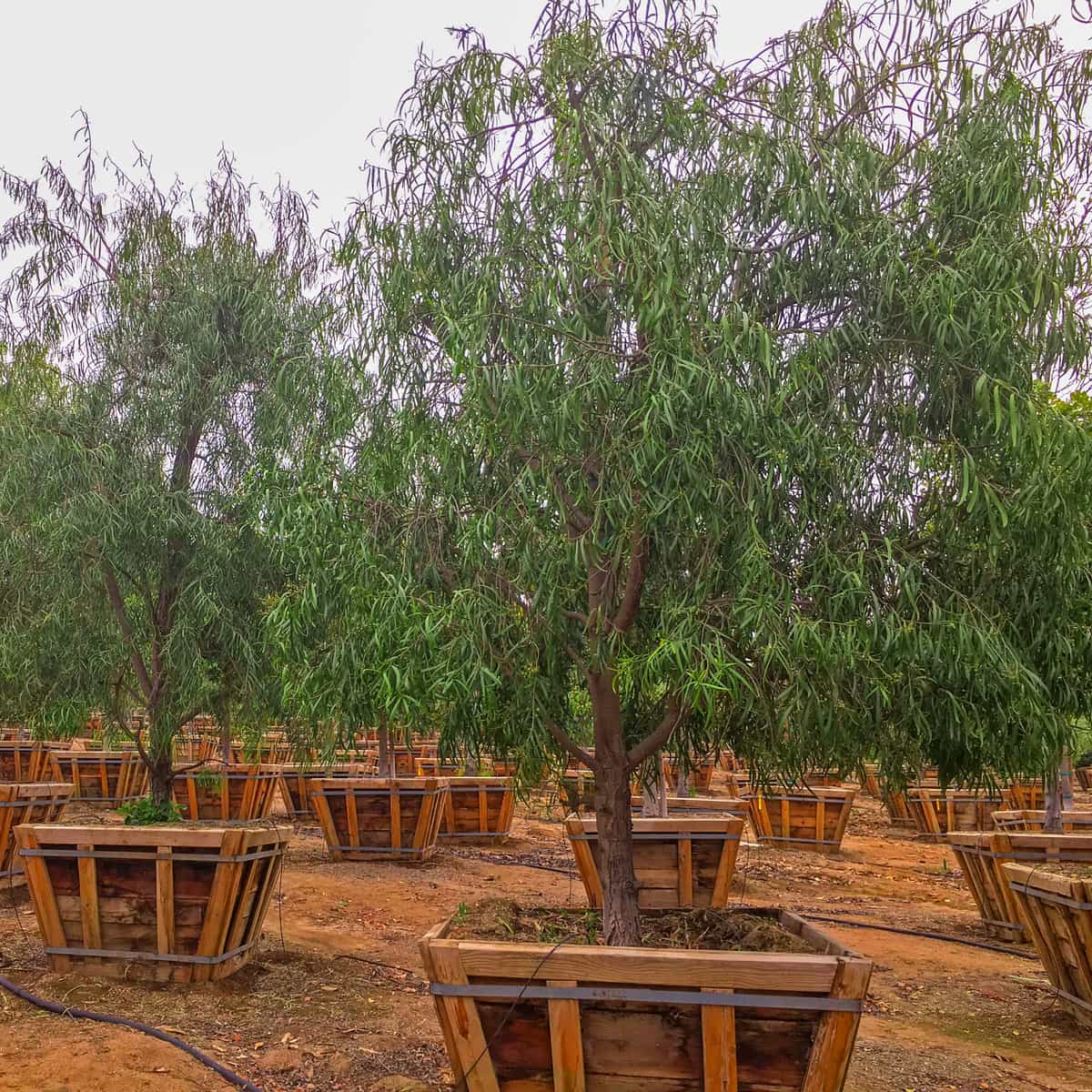 Australian Willow | Evergreen Tree | Moon Valley Nurseries