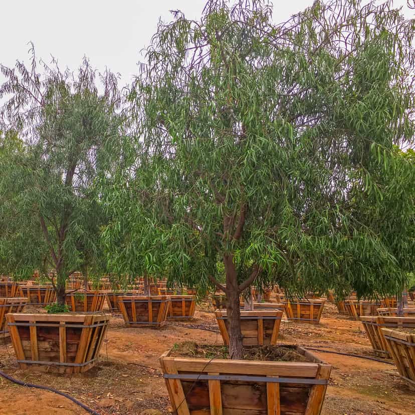 Australian Willow | Evergreen Tree | Moon Valley Nurseries