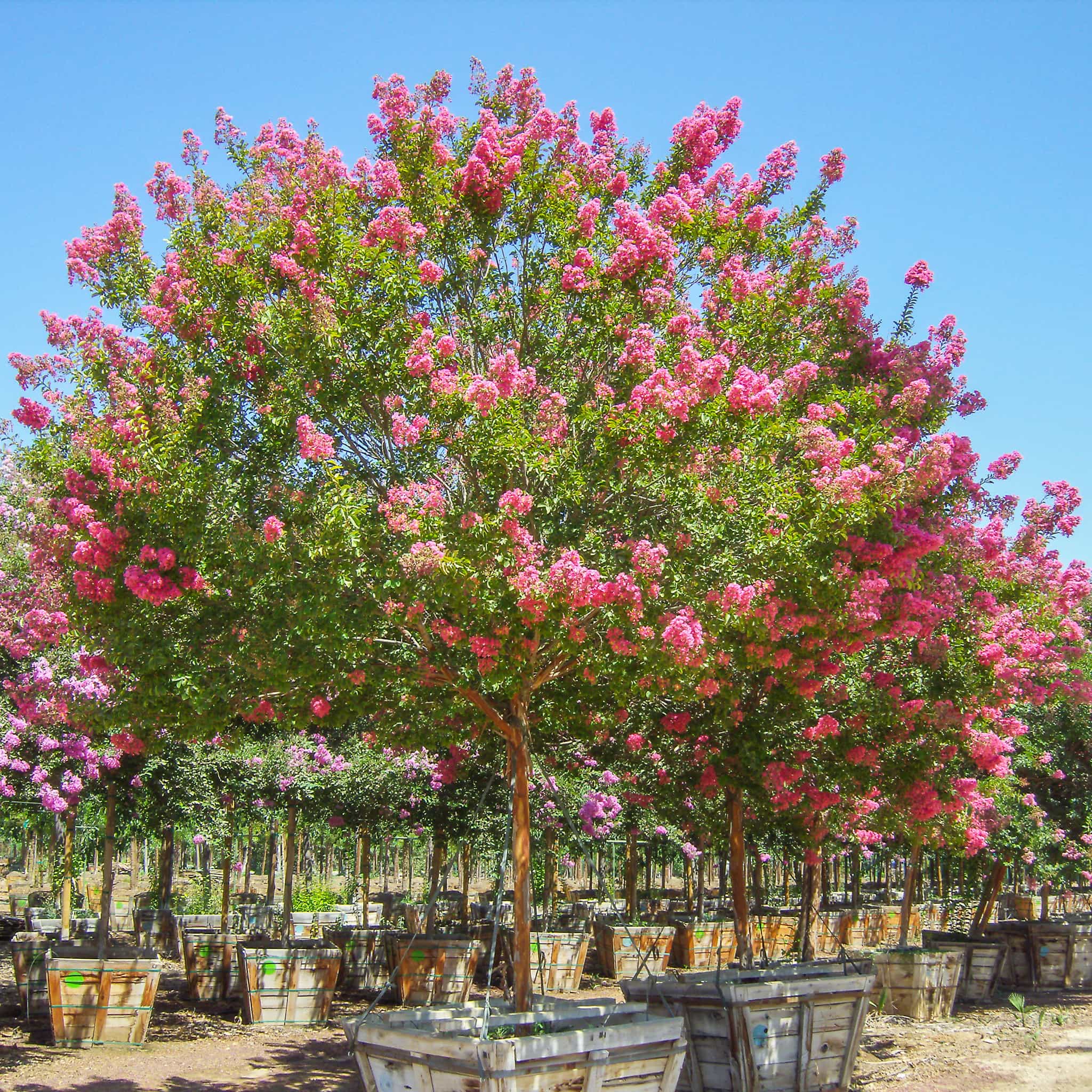Miami Crape Myrtle | Flowering Trees | Moon Valley Nurseries