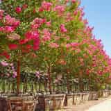 Miami Crape Myrtle | Flowering Trees | Moon Valley Nurseries