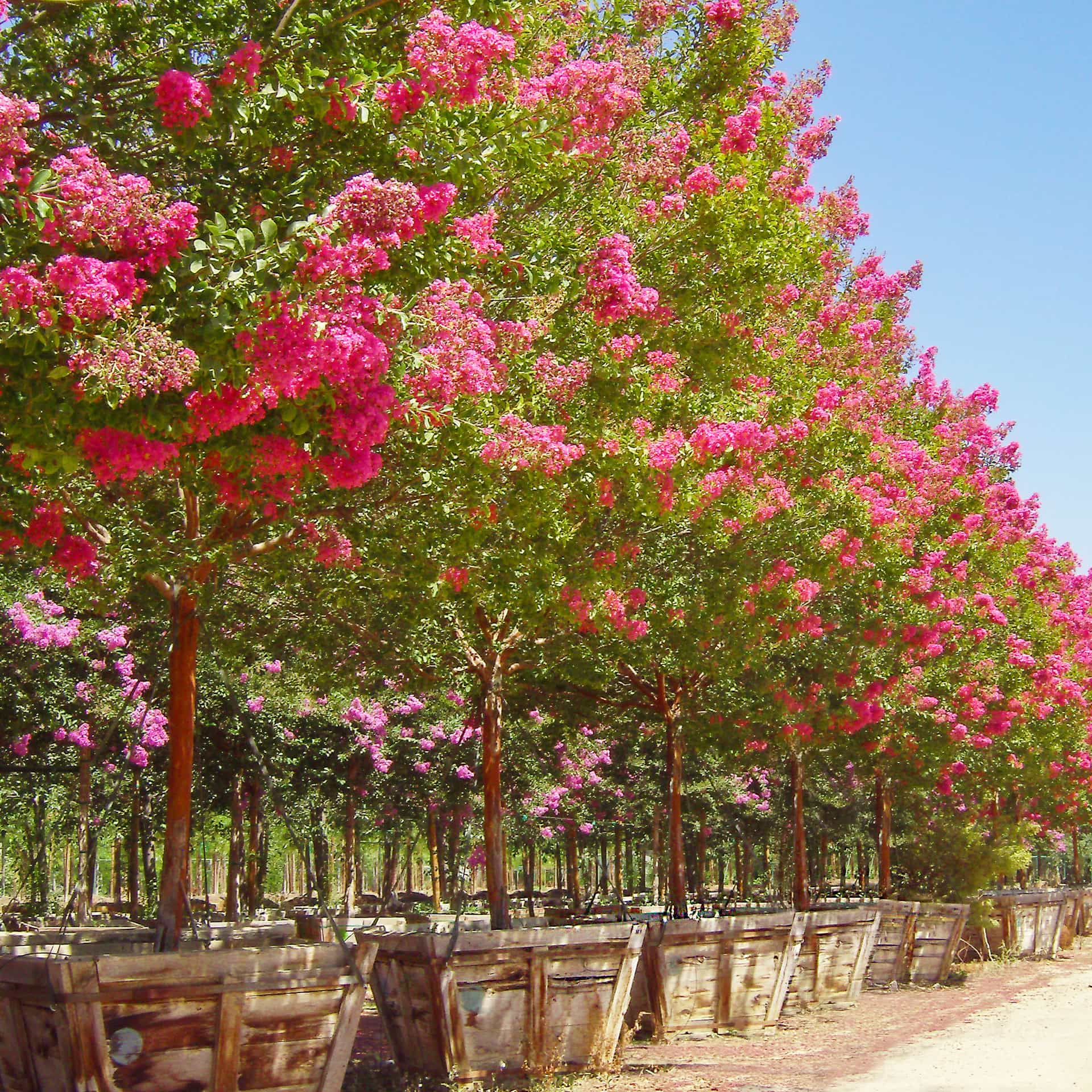 Shop Crape Myrtle Hedges at Moon Valley Nurseries
