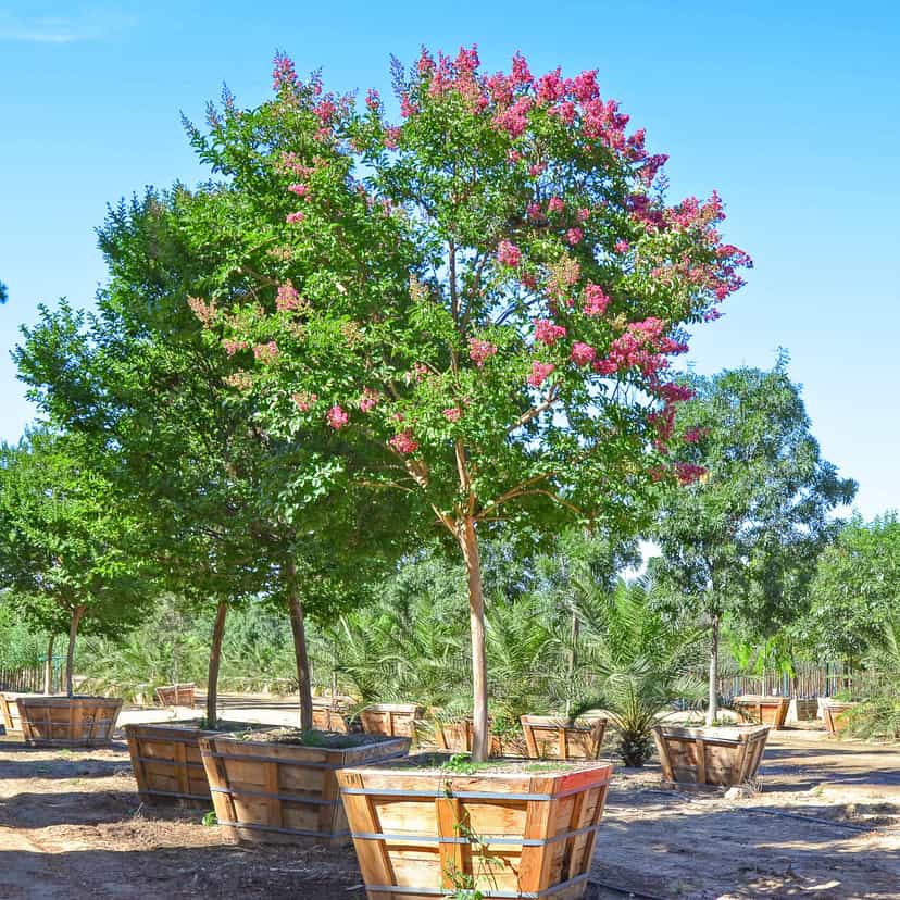 Tuskegee Crape Myrtle | Flowering Trees | Moon Valley Nurseries