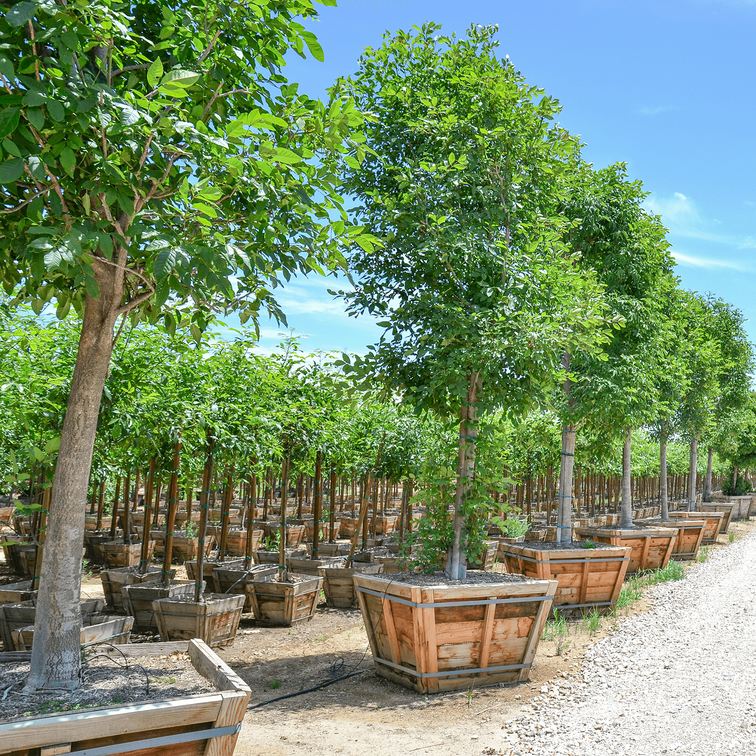 Shamel Ash | Fast Growers | Moon Valley Nurseries