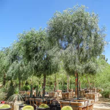Willow Acacia | Desert Trees | Moon Valley Nurseries