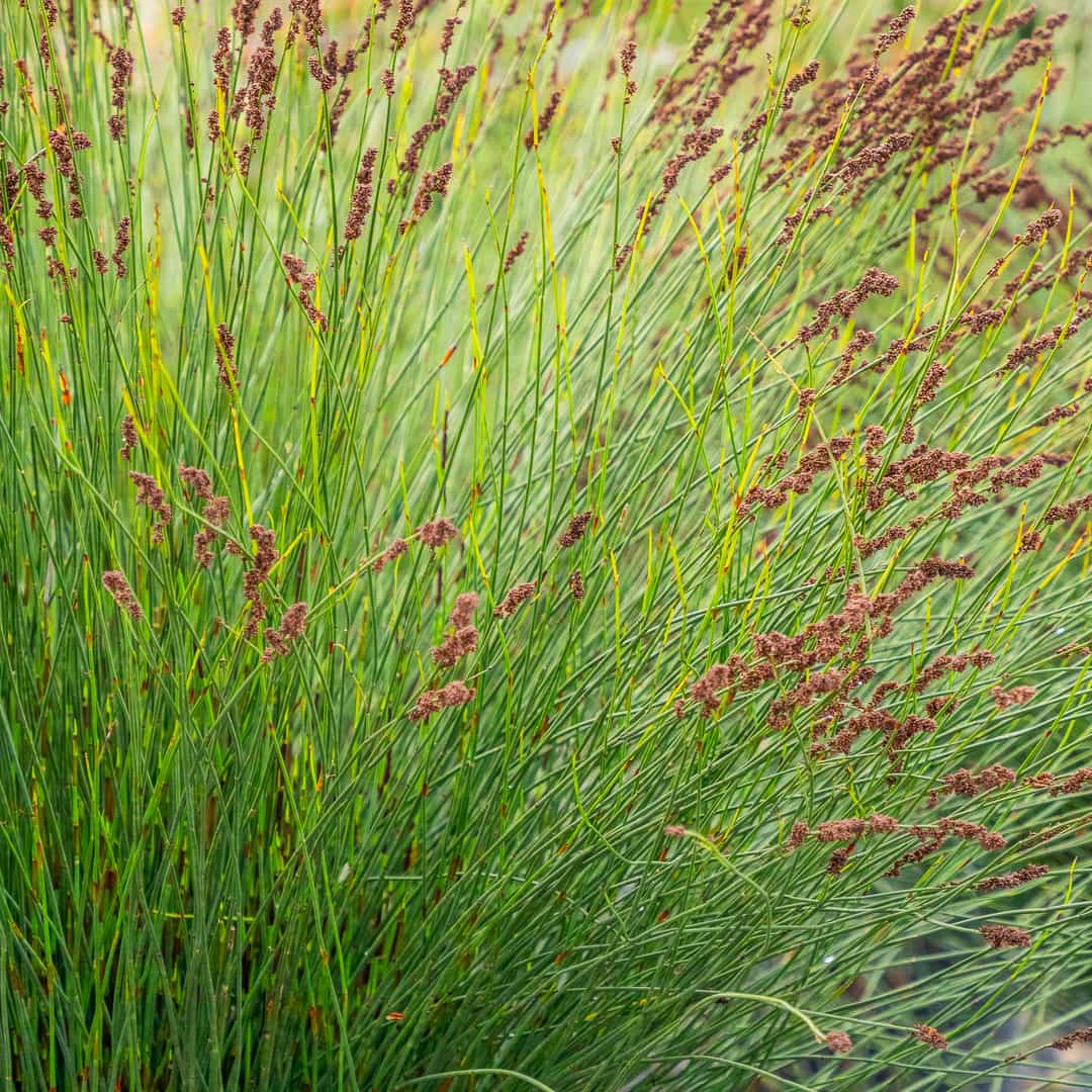 Cape Rush Grass | Shrubs | Moon Valley Nurseries