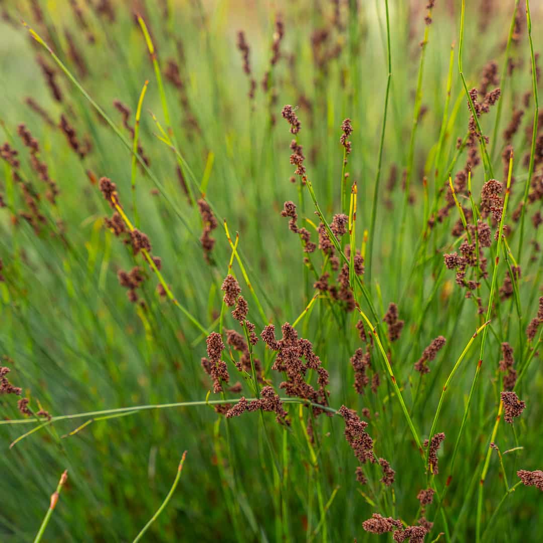 Cape Rush Grass | Shrubs | Moon Valley Nurseries
