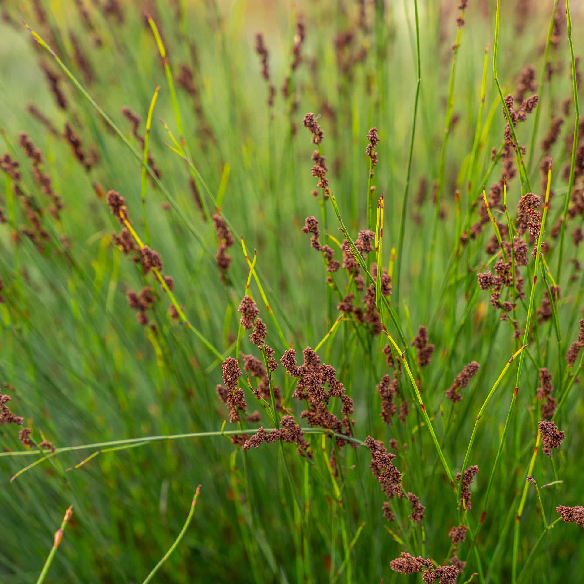Cape Rush Grass | Shrubs | Moon Valley Nurseries