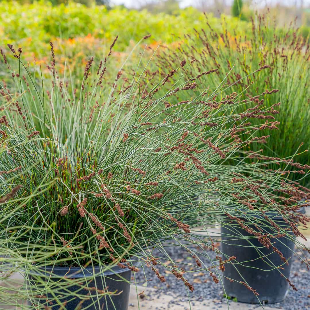 Cape Rush Grass | Shrubs | Moon Valley Nurseries