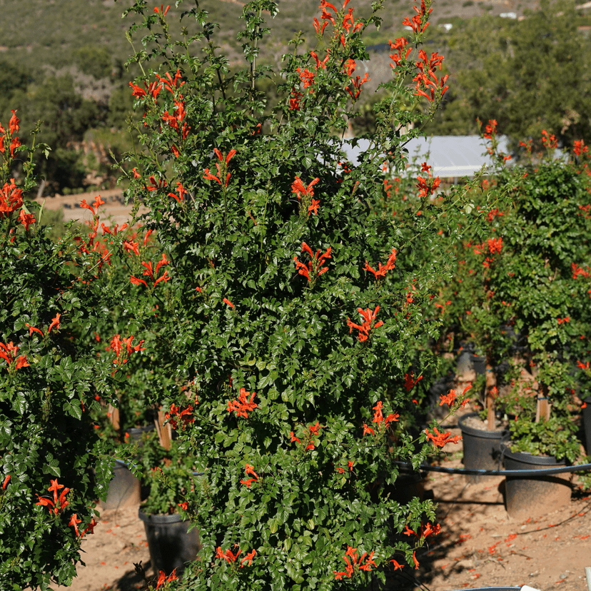 Moon Valley Nurseries