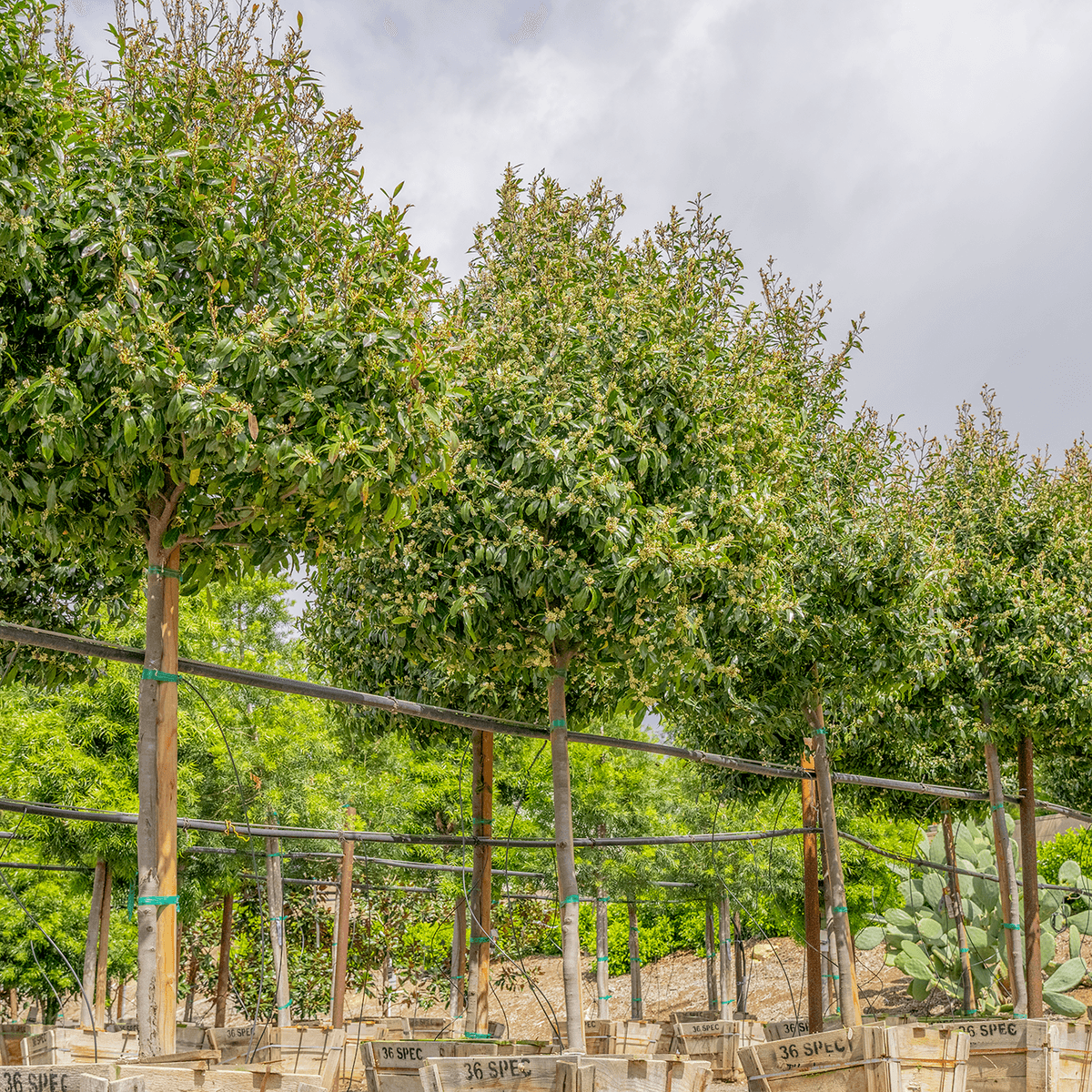 Carolina Cherry | Hedge Material | Moon Valley Nurseries