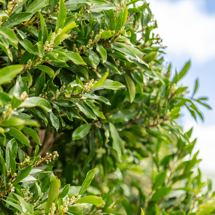 Carolina Cherry | Hedge Material | Moon Valley Nurseries