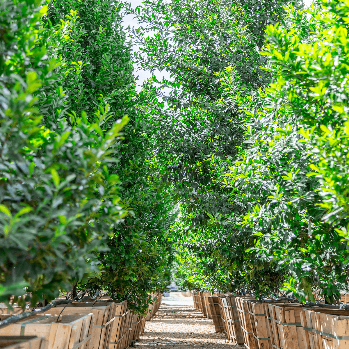 Carolina Cherry | Hedge Material | Moon Valley Nurseries