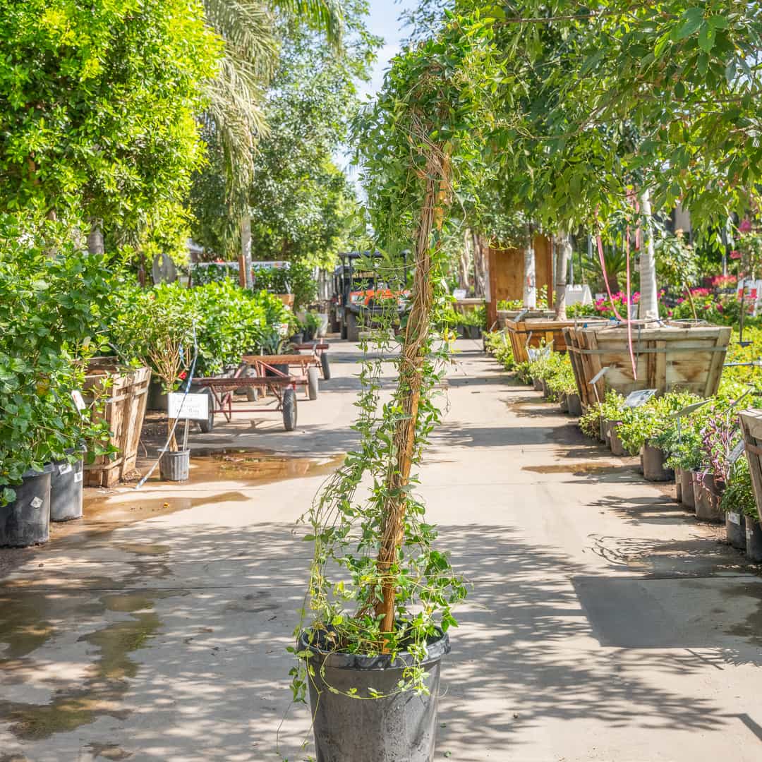 Creeping Fig | Vines | Moon Valley Nurseries