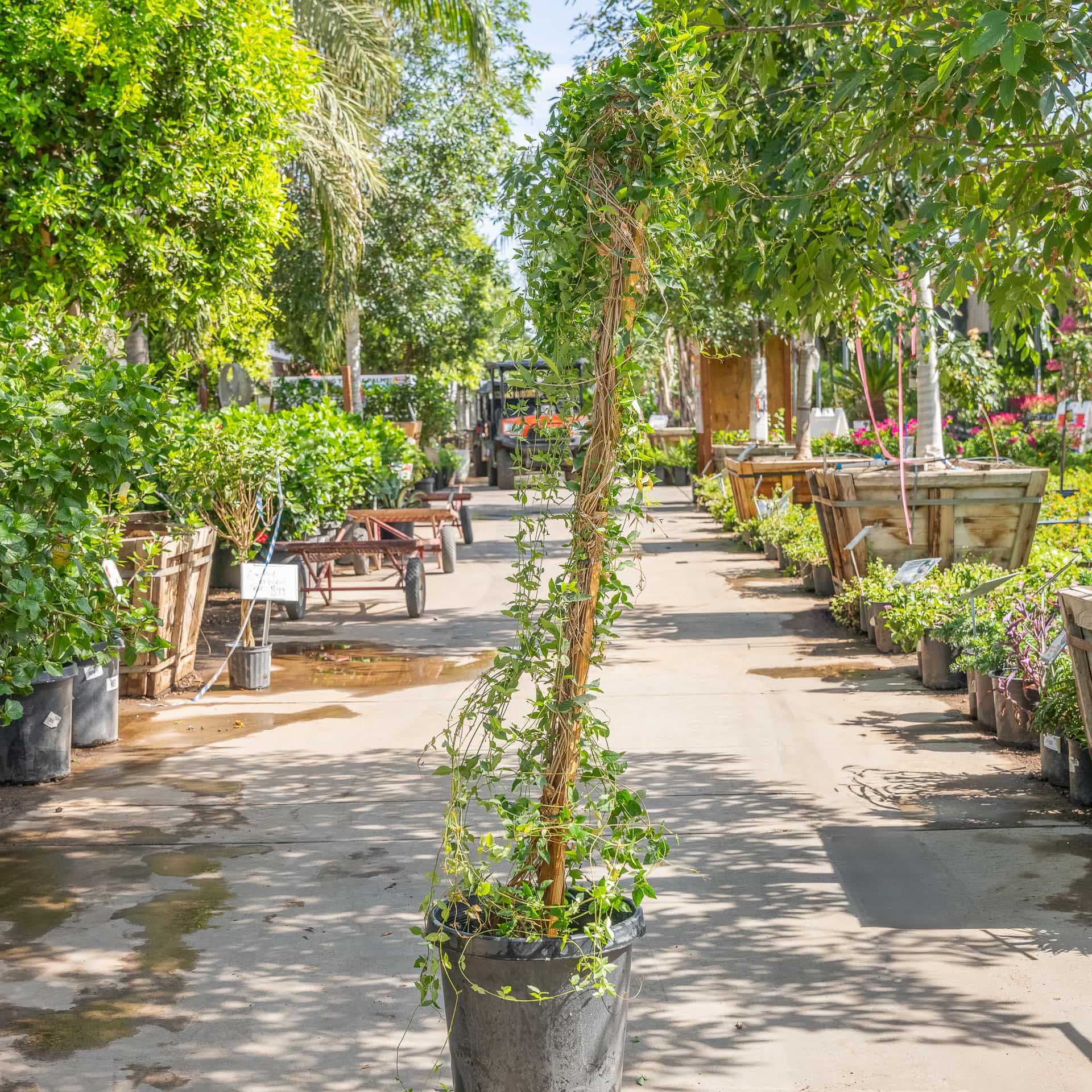 Shop Vines for Every Garden Style | Moon Valley Nurseries