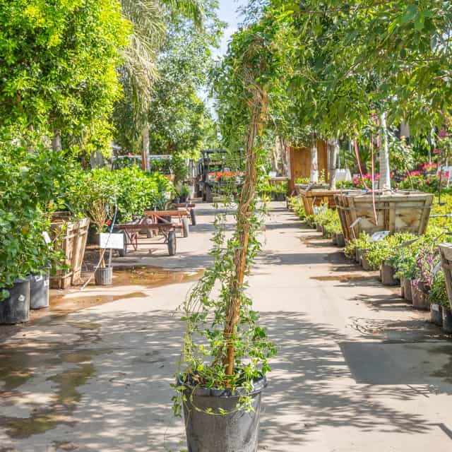 Creeping Fig | Vines | Moon Valley Nurseries