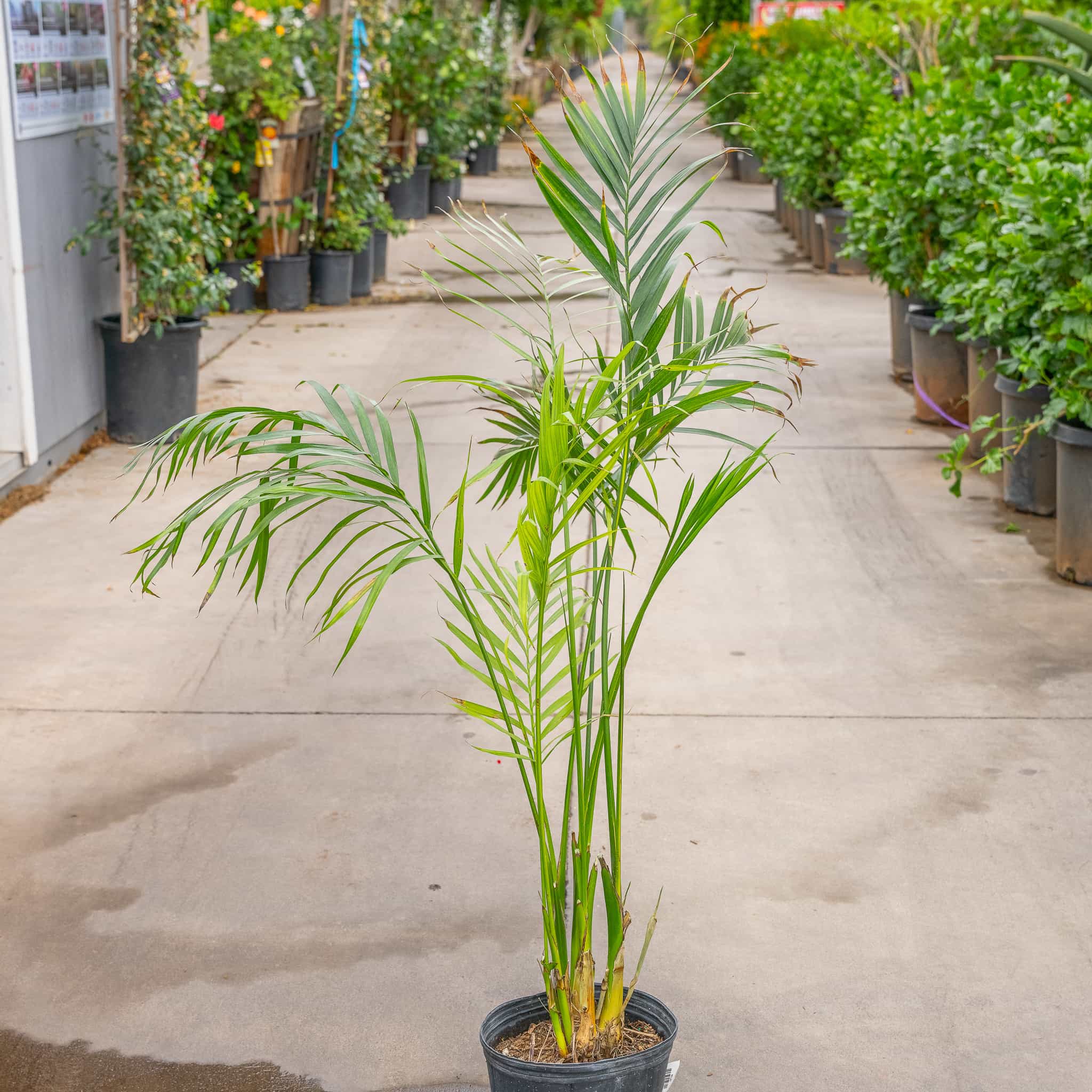 Cat Palm | Palm Tree | Moon Valley Nurseries