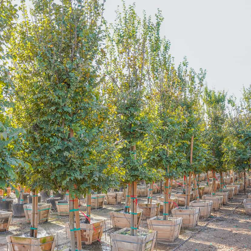 Cedar Elm | Fast Growers | Moon Valley Nurseries