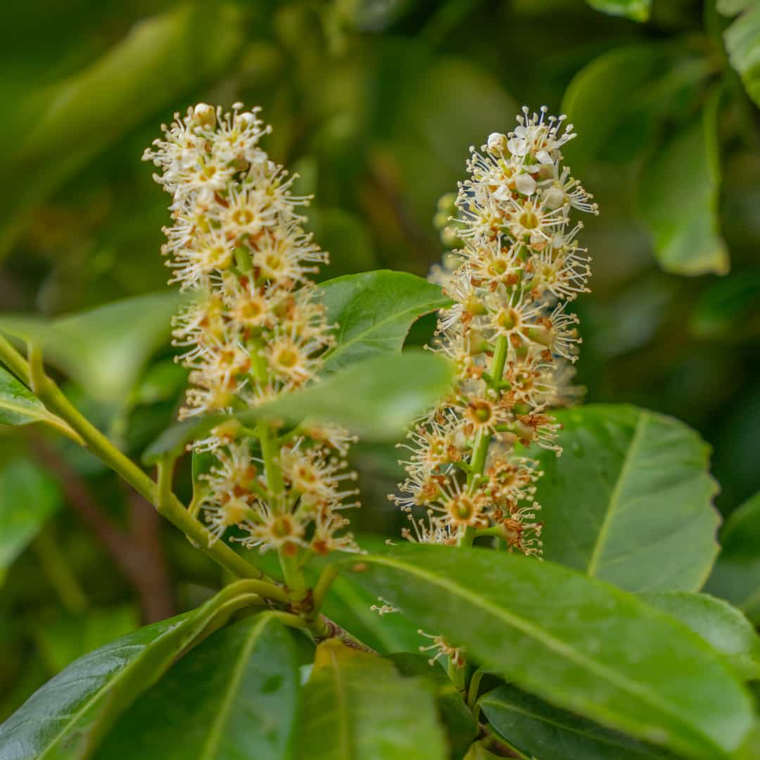 Cherry Laurel | Evergreen Trees | Moon Valley Nurseries