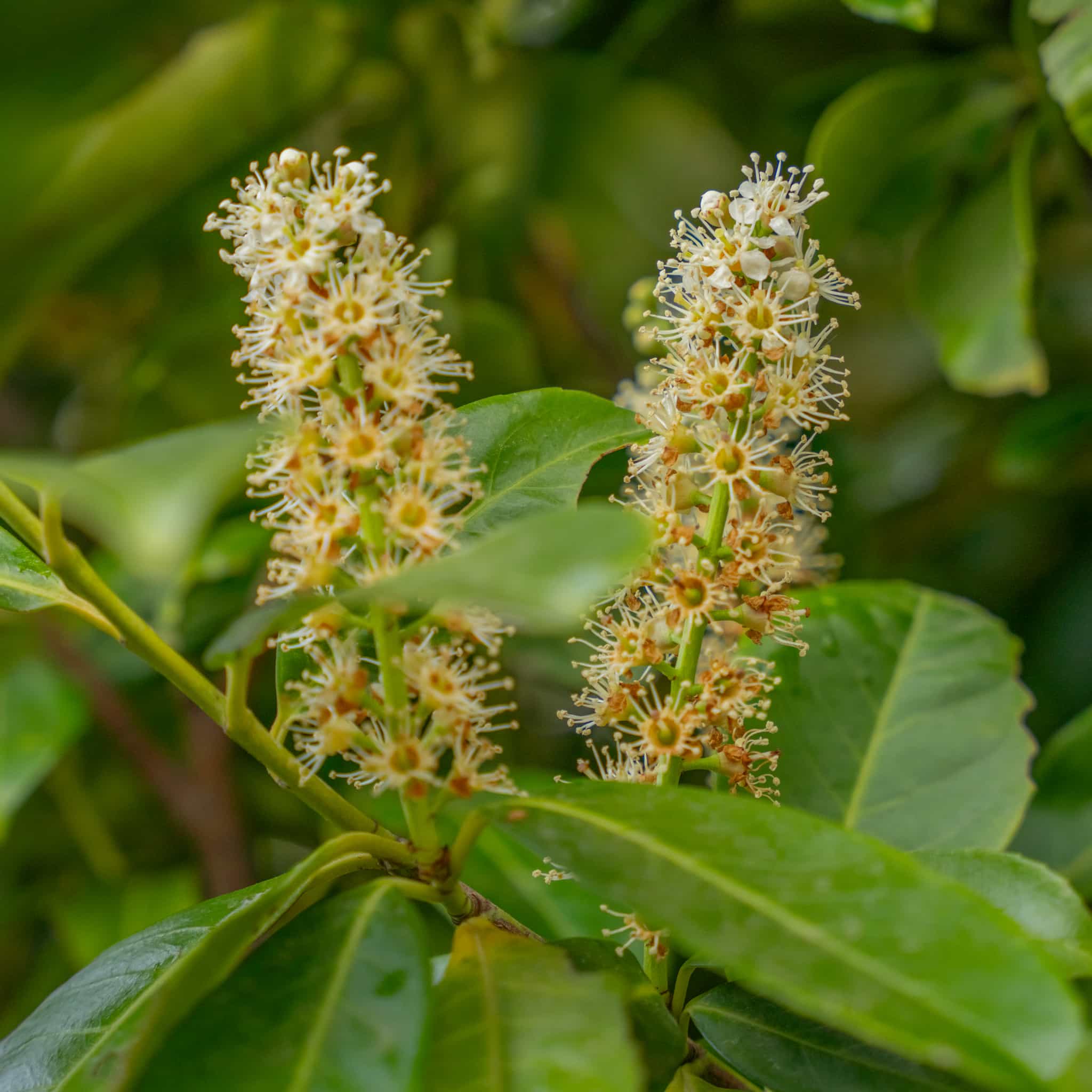 Cherry Laurel | Evergreen Trees | Moon Valley Nurseries