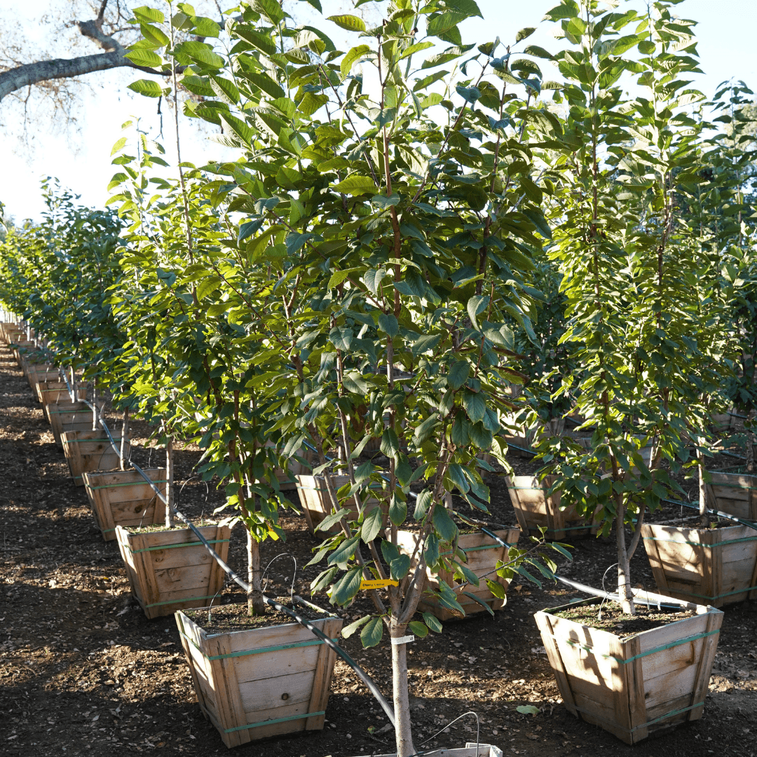 Moon Valley Nurseries