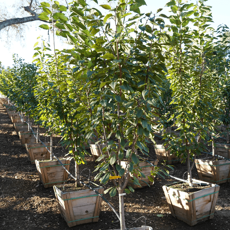 Moon Valley Nurseries