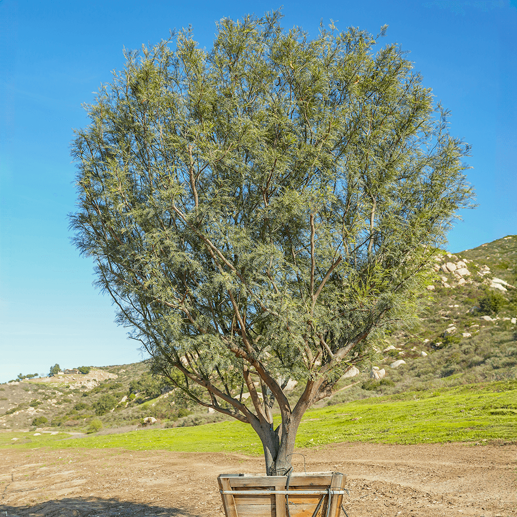 Chilean Mesquite | Desert Trees | Moon Valley Nurseries