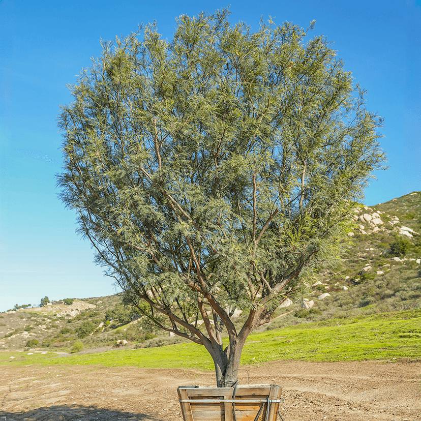 Chilean Mesquite | Desert Trees | Moon Valley Nurseries