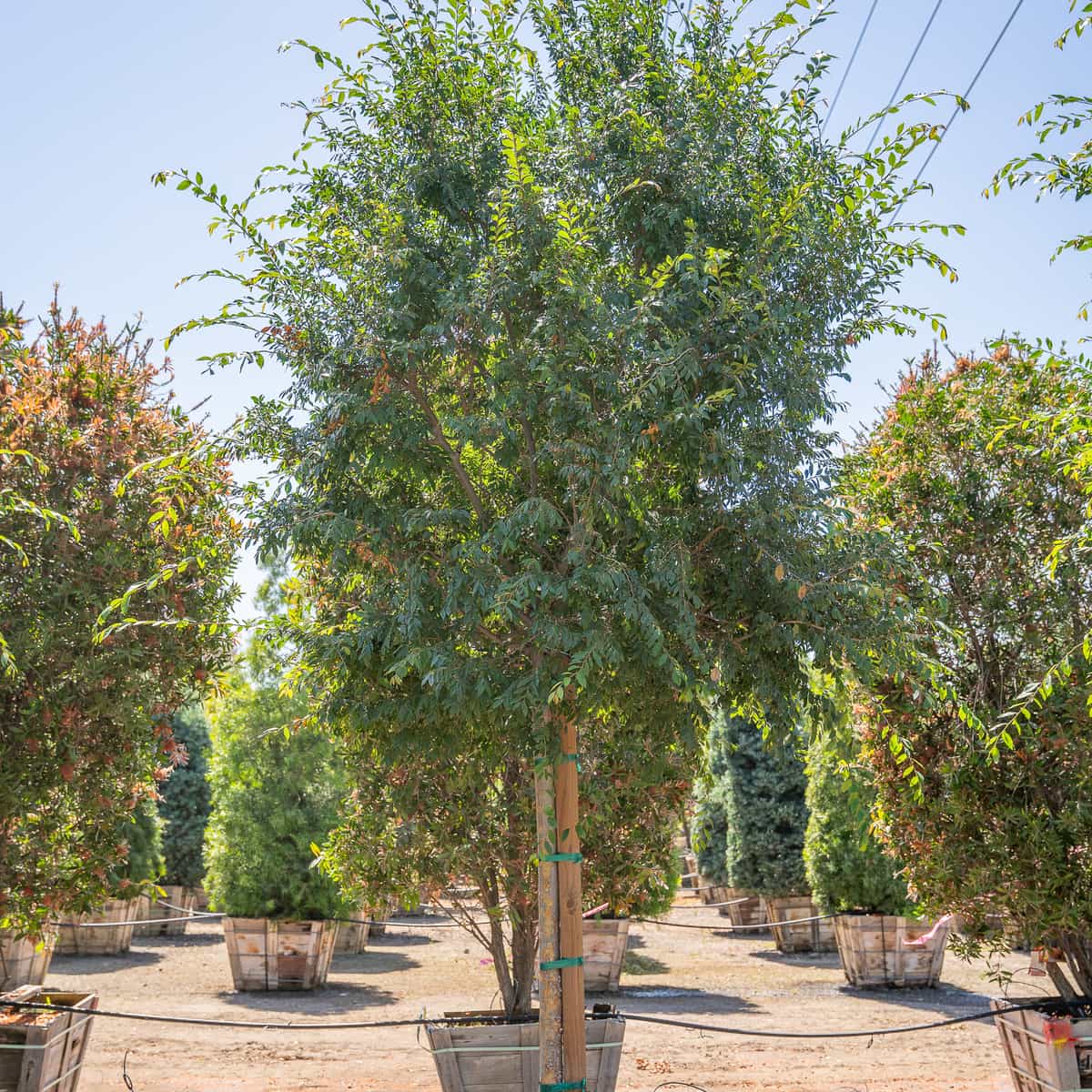 Chinese Elm | Fast growers | Moon Valley Nurseries