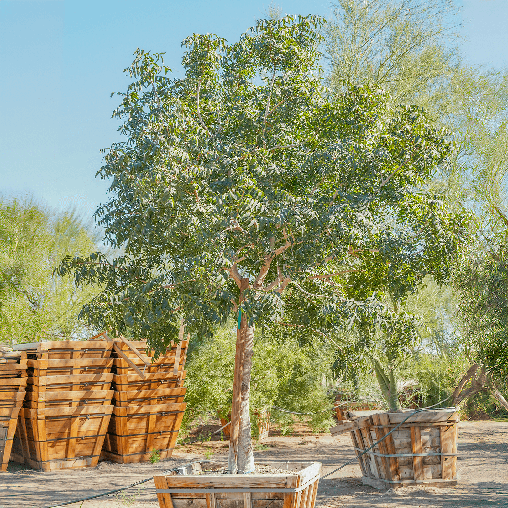 Premium Tree & Plant Nursery | Moon Valley Nurseries